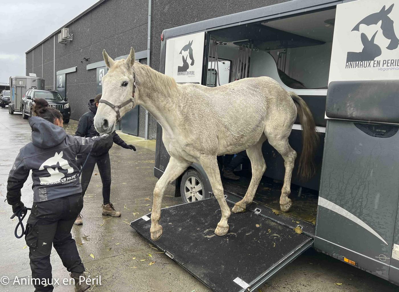 Saisie de deux juments chez une personne déchue du permis de détention ...